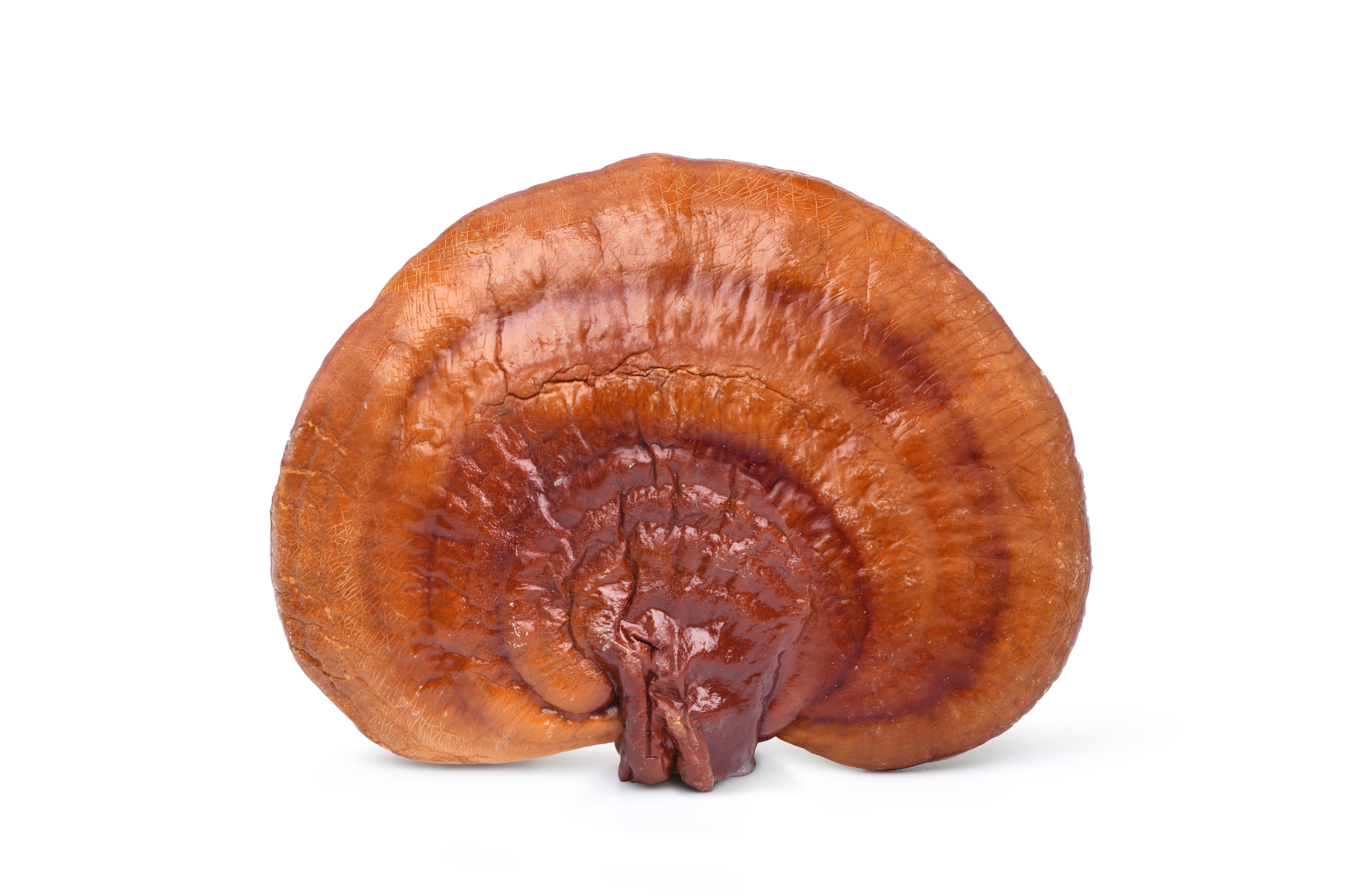 Reishi Adaptogen Mushroom Tincture | Rainbo